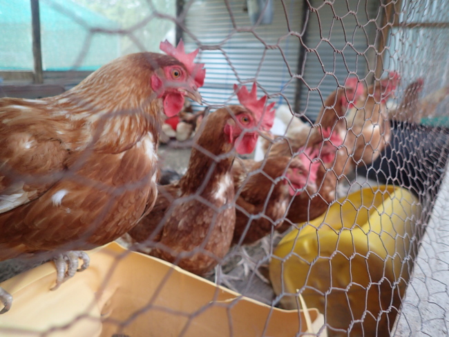 024_Penduka’s Sustainable Poultry Program | Where In The World Is Andy?